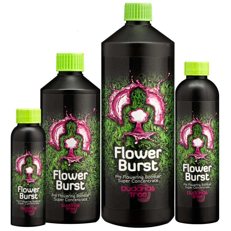 Buddhas Tree Flower Burst - Grow World Hydroponics